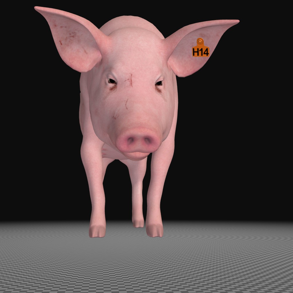 Science_Pig_H14